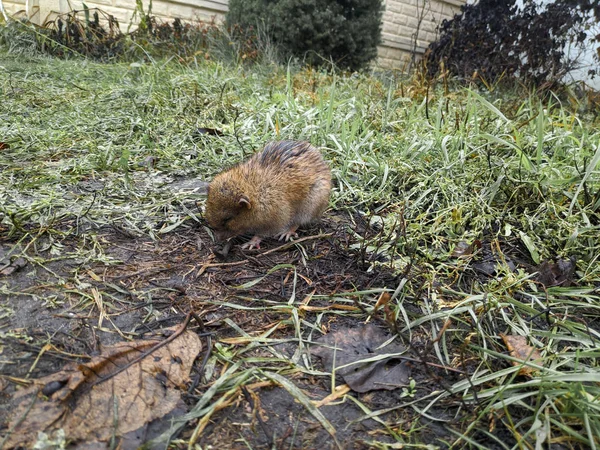 Grand rat gris images libres de droit, photos de Grand rat gris ...