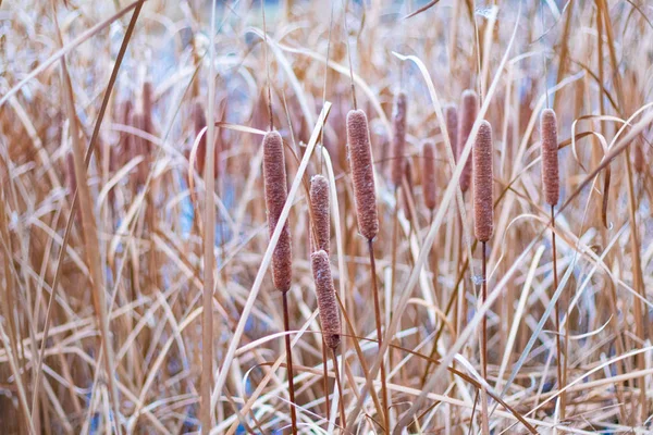 Beautiful reed Stock Photos, Royalty Free Beautiful reed Images ...