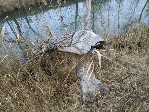 Tronc d'arbre flottant images libres de droit, photos de Tronc d'arbre flottant | Depositphotos
