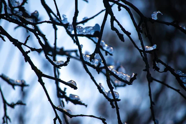 Ice on branches Stock Photos, Royalty Free Ice on branches Images ...