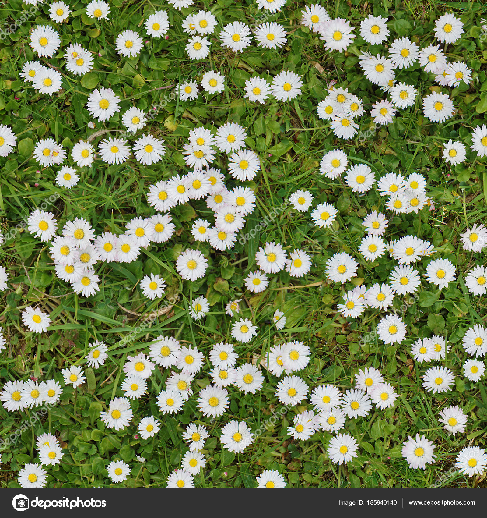 White flowers on the lawn top view seamless texture background Stock ...