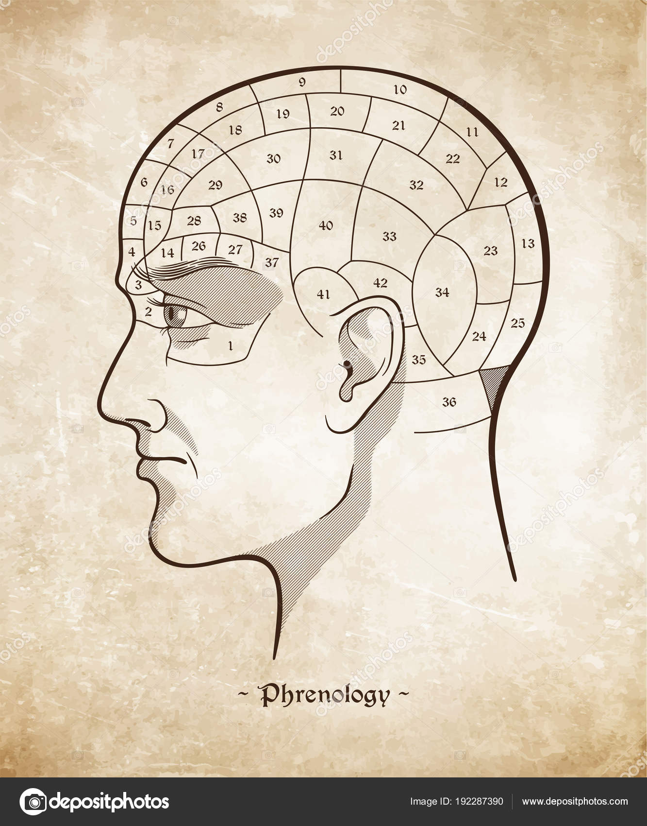 Phrenology retro pseudoscience poster or print design over grunge paper ...