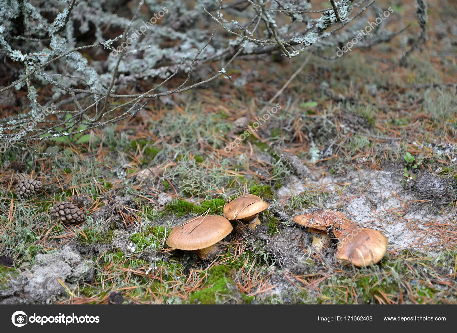 Slippery jacks (Suillus luteus (L.) Gray) grow among a moss and lichens ...