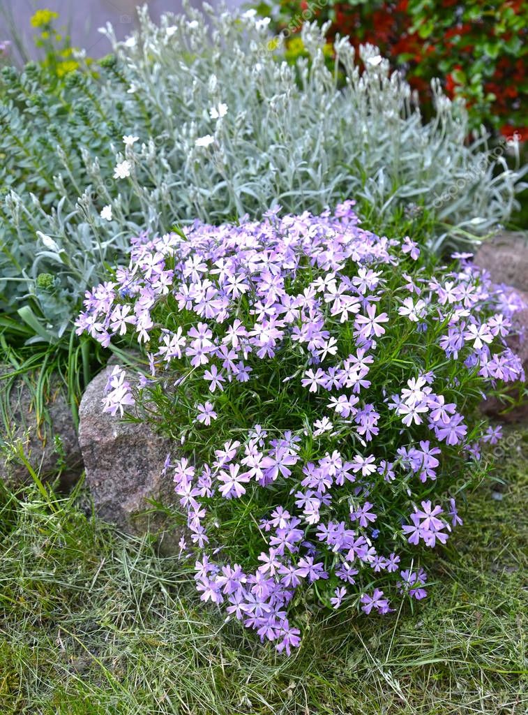 La flor en forma de torbellino (Phlox subulata L.) sobre el fondo de un ...