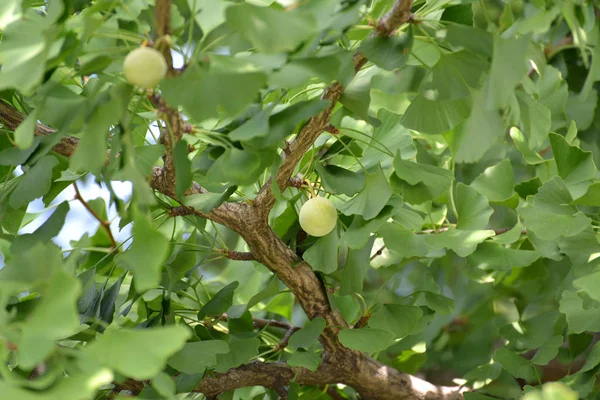 Arak tree Stock Photos, Royalty Free Arak tree Images | Depositphotos