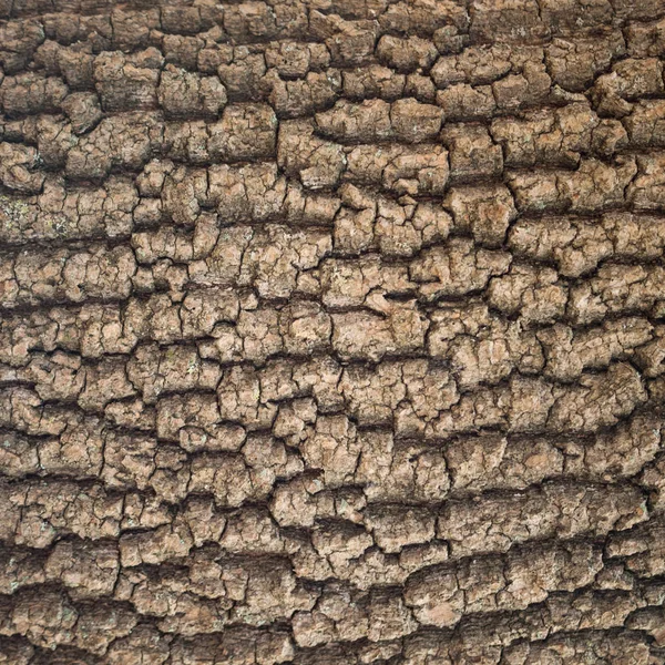 Bark Tree Texture Stock Photo by ©varuna 222794320