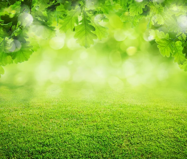 Wallpapers: grass hd wallpaper | Green spring grass in light — Stock ...