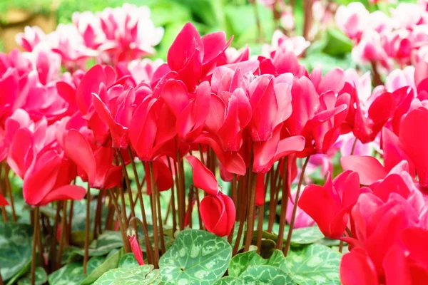 Cyclamen rouge Stock Photos, Royalty Free Cyclamen rouge Images ...