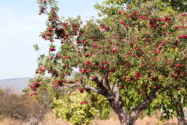 Israel fruit trees Stock Photos, Royalty Free Israel fruit trees Images ...
