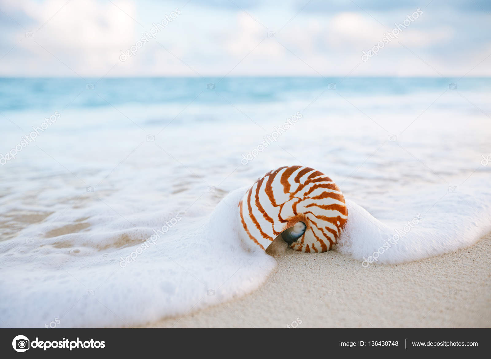 Nautilus Shell On Beach