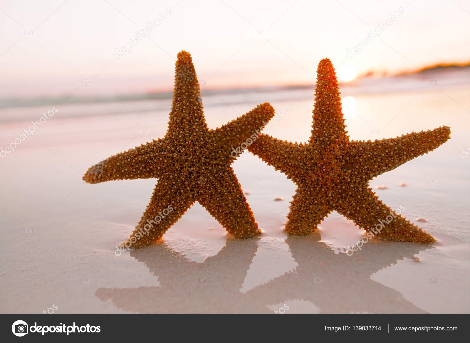 Starfish shell on beach Stock Photo by ©lvenks 139033714