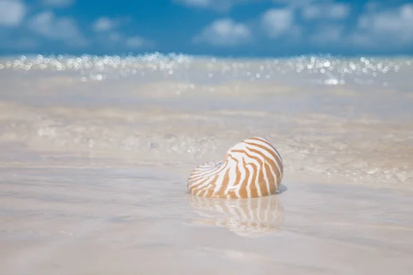 Nautilus shell on sea beach , sunrise. Stock Photo by ©lvenks 5612481