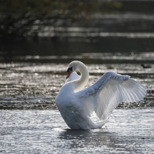 Swan wings Stock Photos, Royalty Free Swan wings Images | Depositphotos