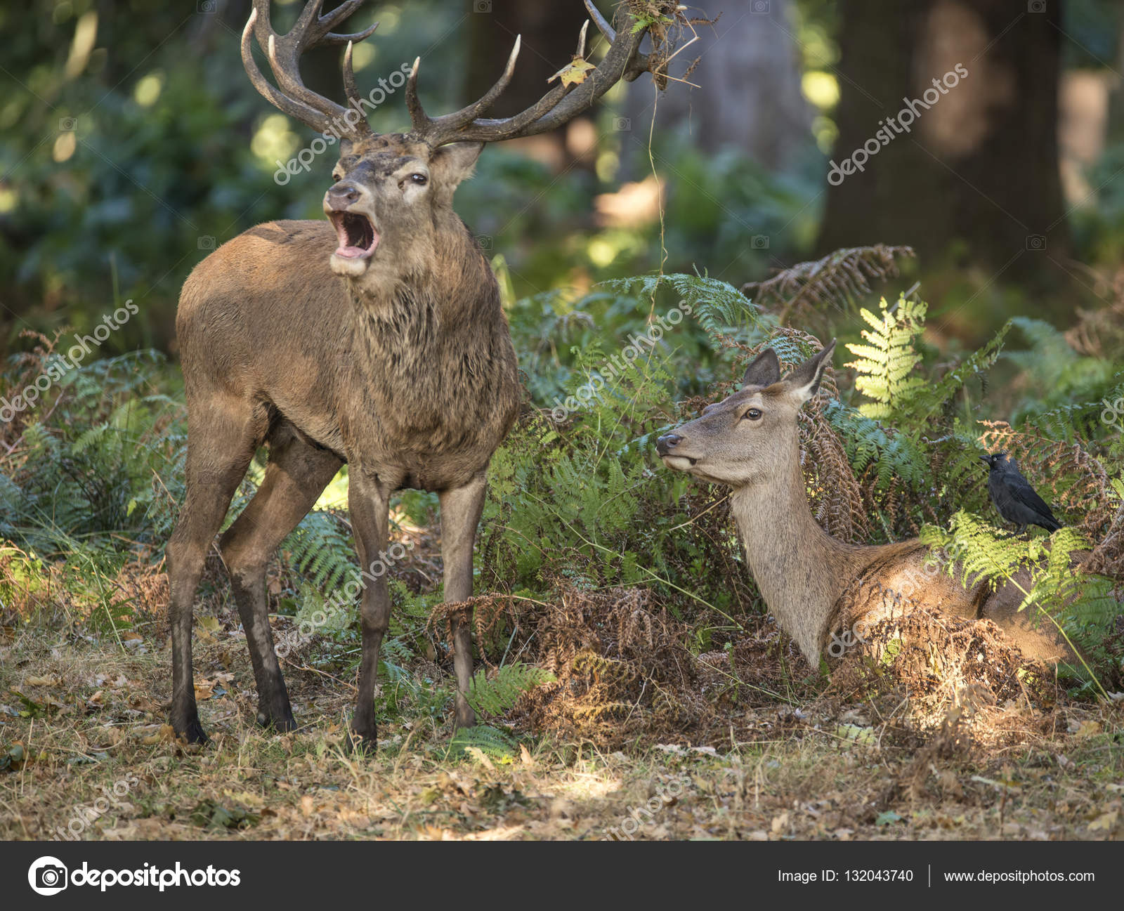 Beautiful intimate tender moment between red deer stag and hind — Stock ...