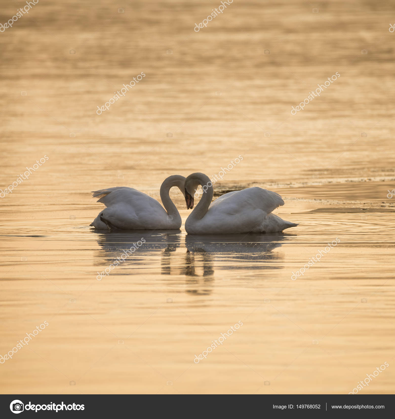 Mute Swan Heart