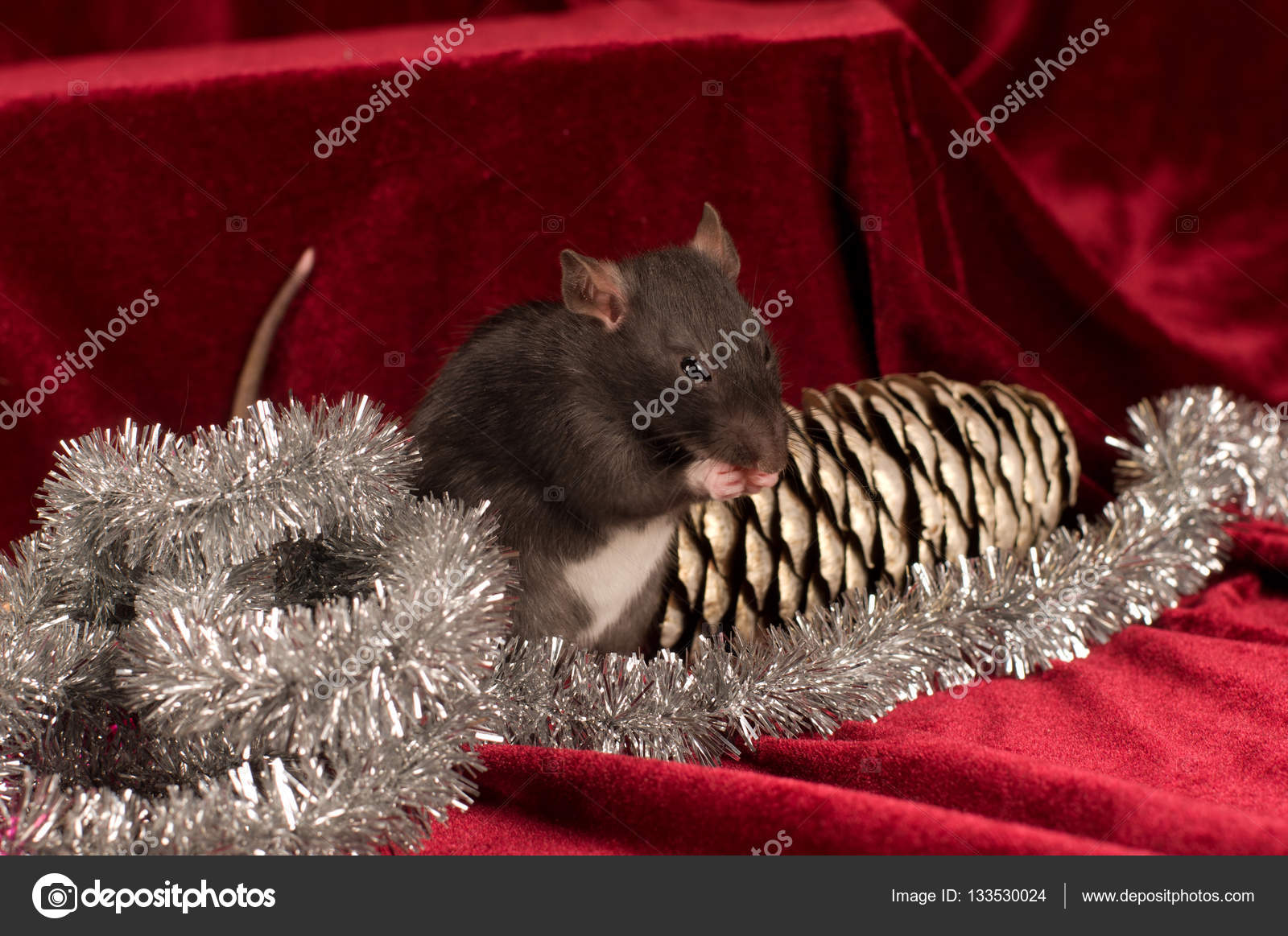 Rat on red velvet background — Stock Photo © grase #133530024