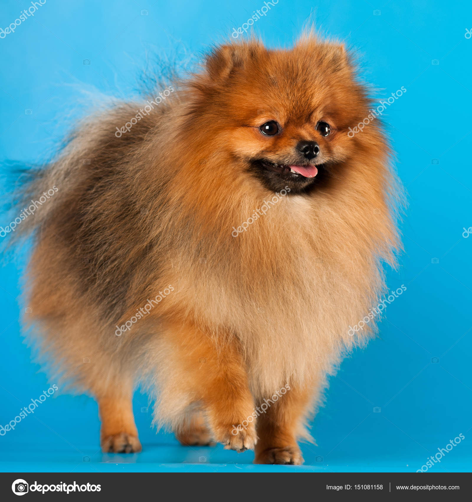 Pomeranian spitz portrait at studio Stock Photo by ©grase 151081158