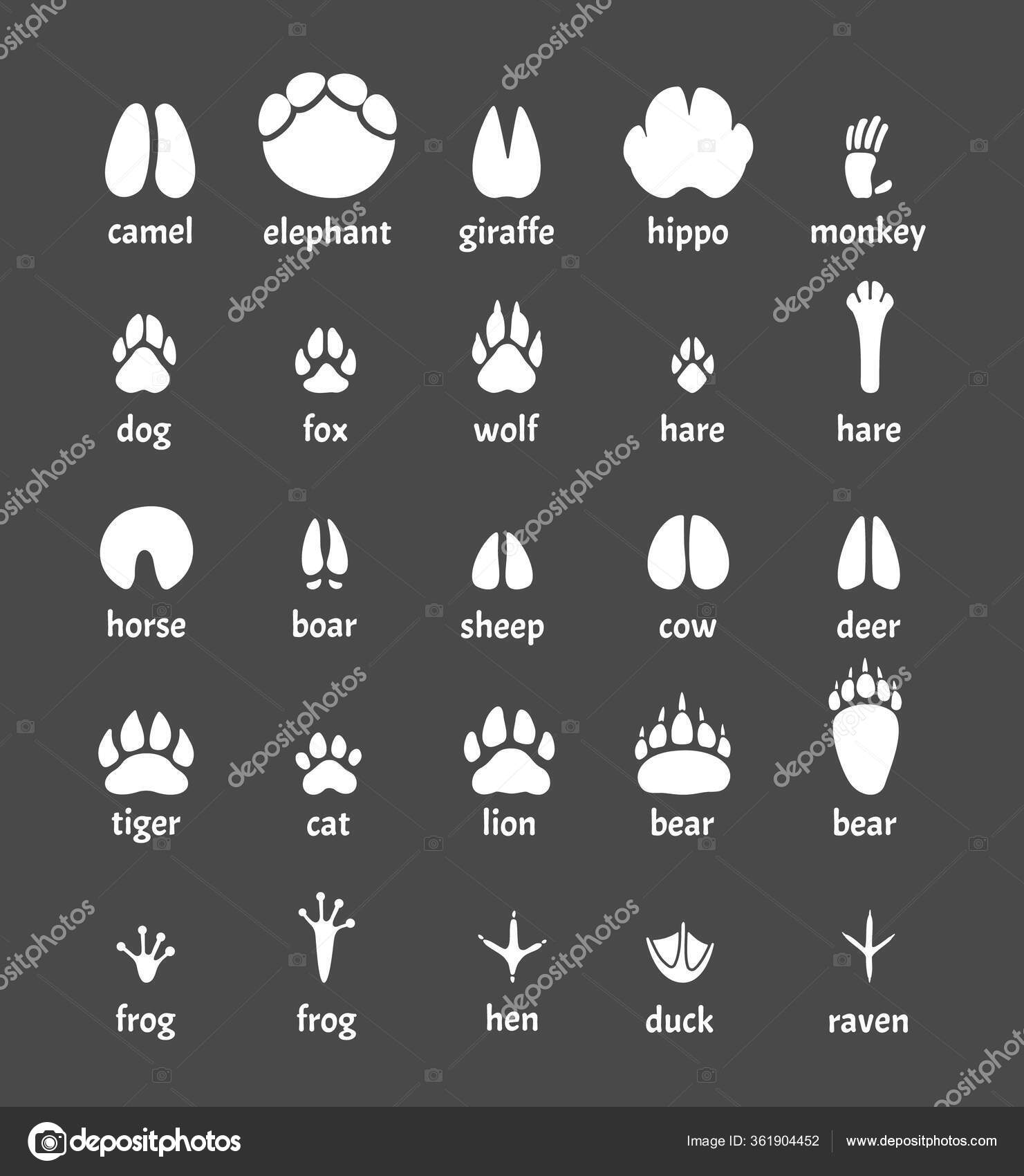 Animal Text Symbols