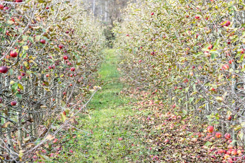 Apple Trees Garden Late Autumn — Stock Photo © CAHKT #348781170