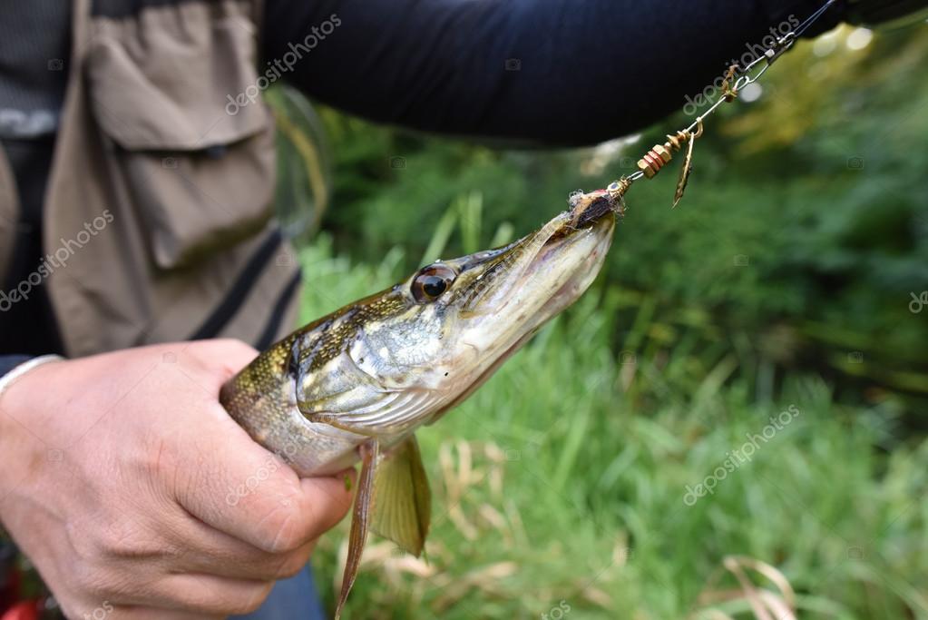 Pike caught by fisherman — Stock Photo © Goodluz #128234486
