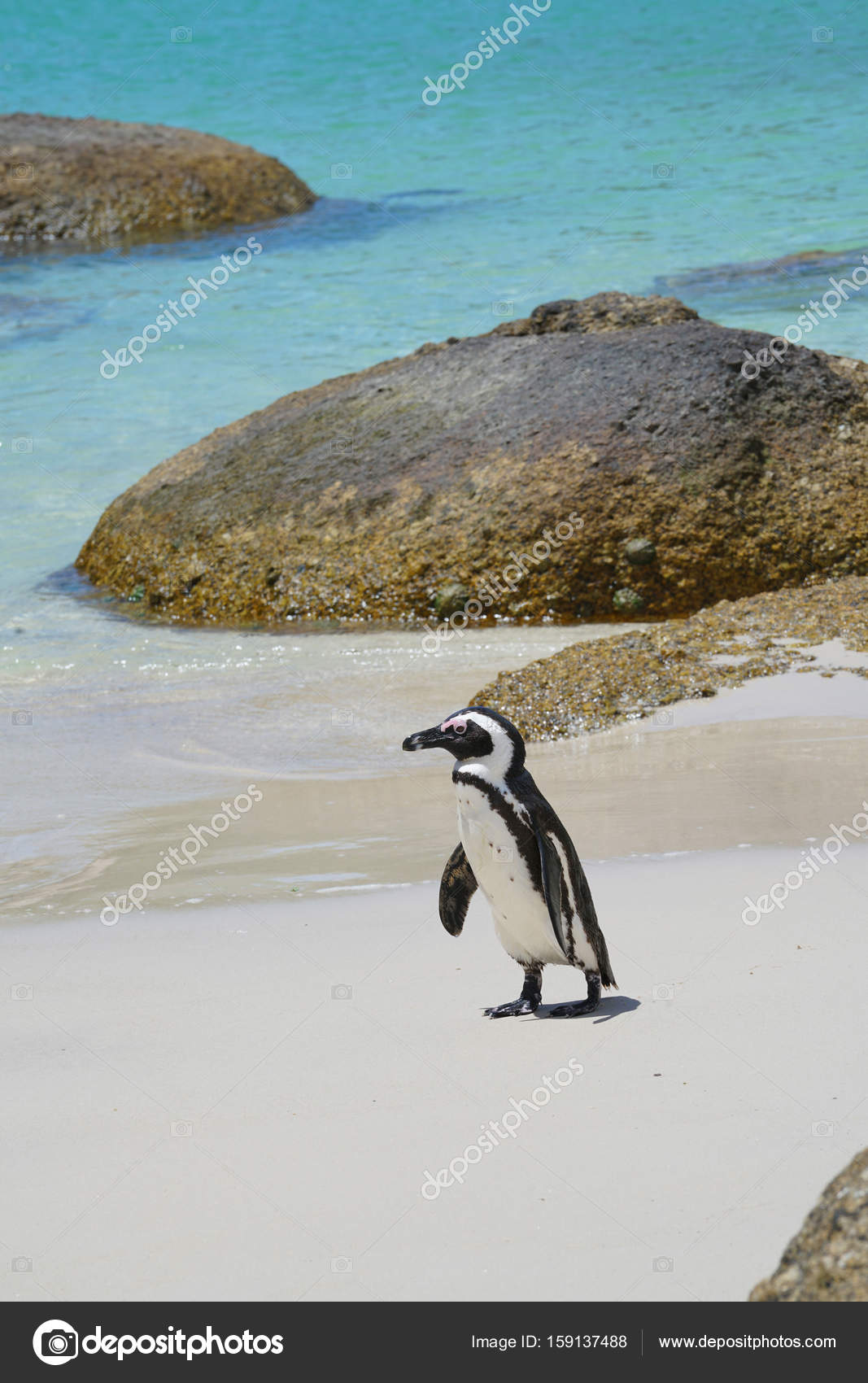 African Penguin Boulders Beach Stock Photo by ©Goodluz 159137488