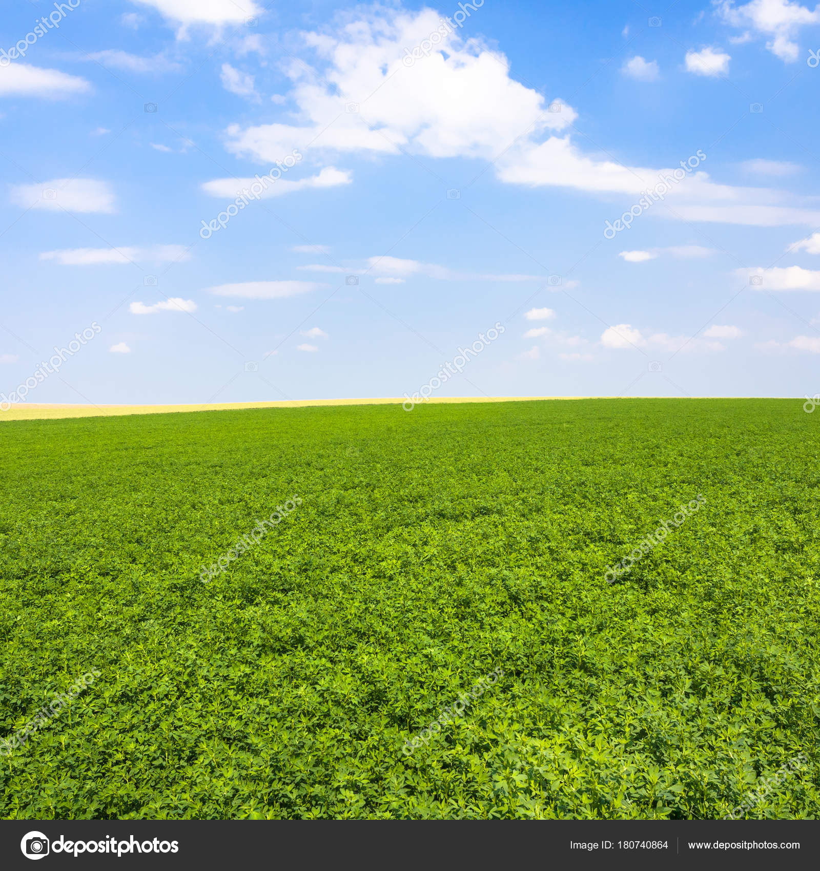 View of green lucerne field under blue sky — Stock Photo © vvoennyy ...