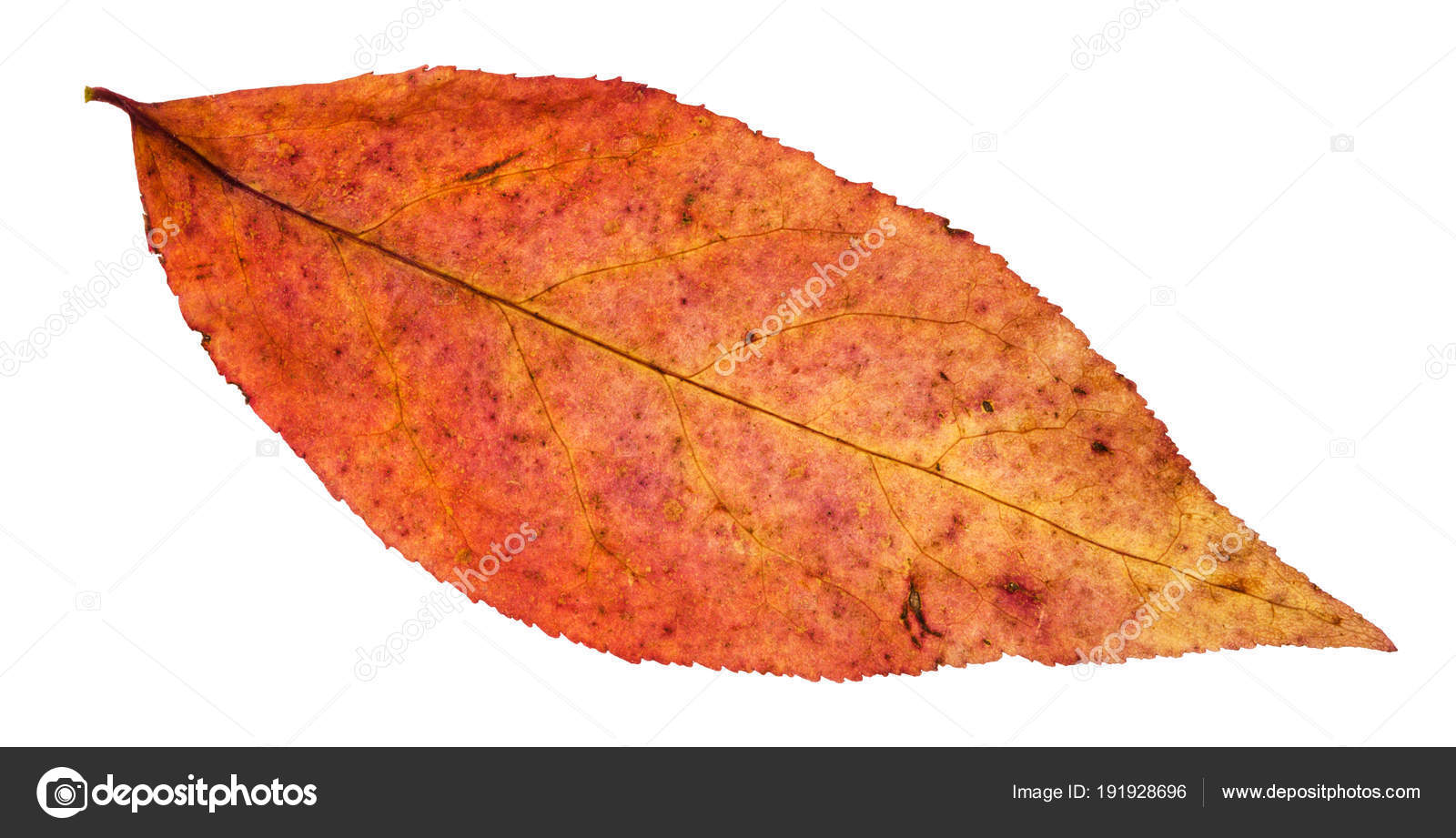 Rødt piletre isolert på hvitt – stockfoto © vvoennyy #191928696