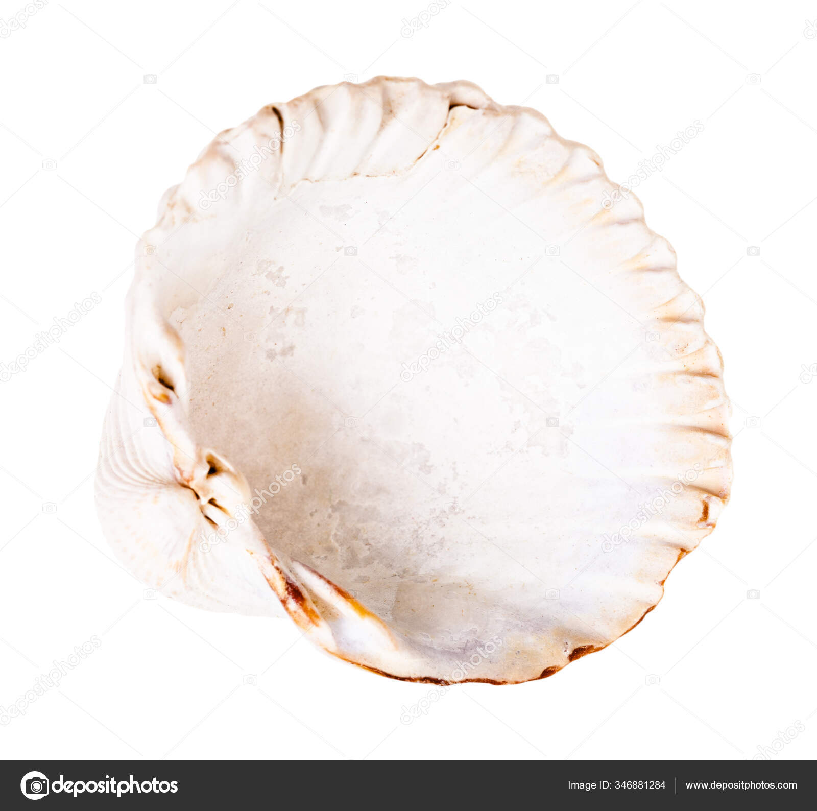 Empty White Shell Cockle Isolated White Background — Stock Photo ...