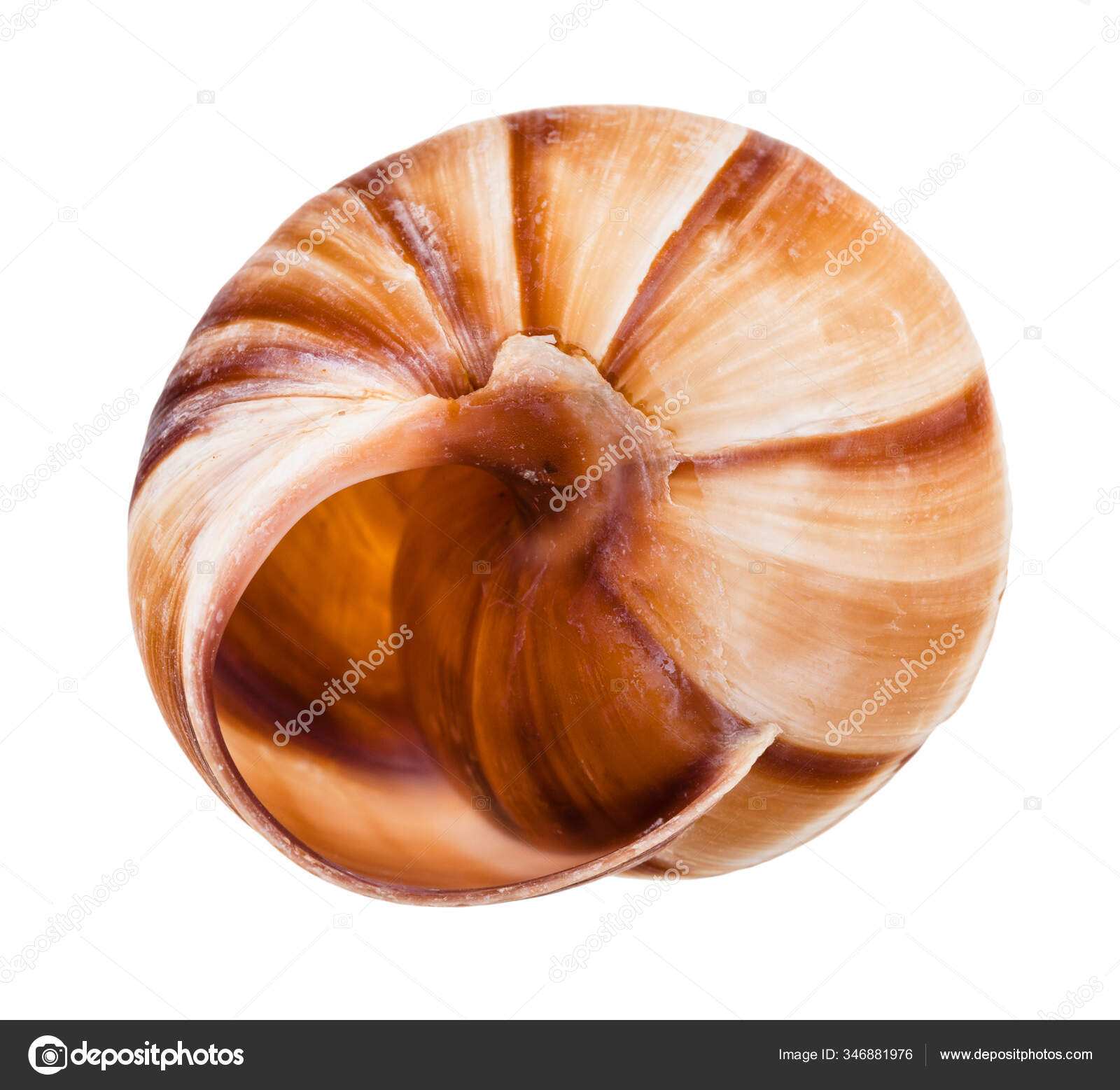 Caparazón Vacío Caracol Romano Aislado Sobre Fondo Blanco — Foto de ...