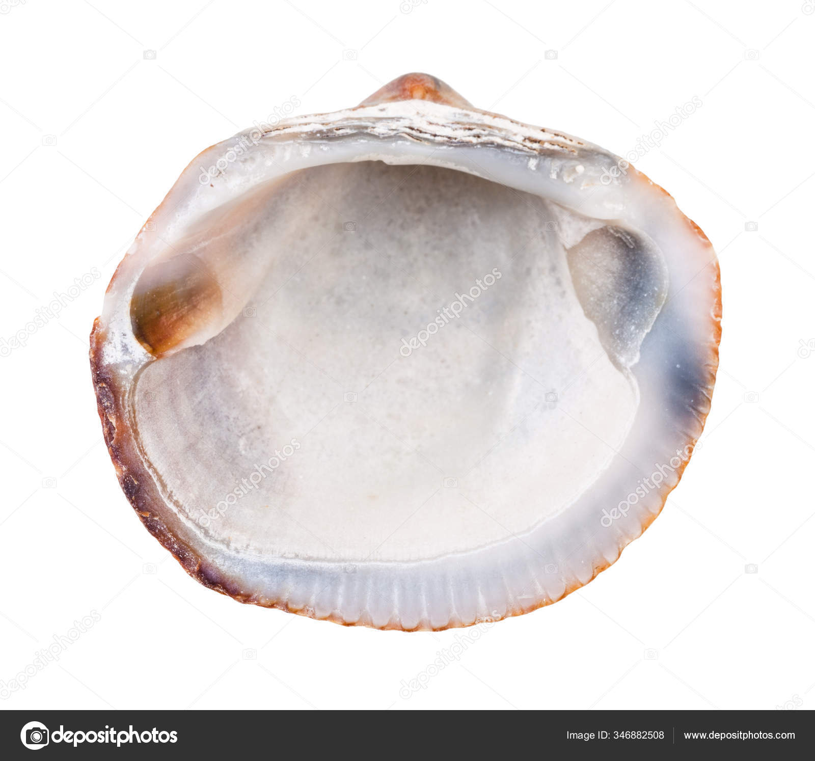 Old Empty Shell Clam Isolated White Background — Stock Photo © vvoennyy ...