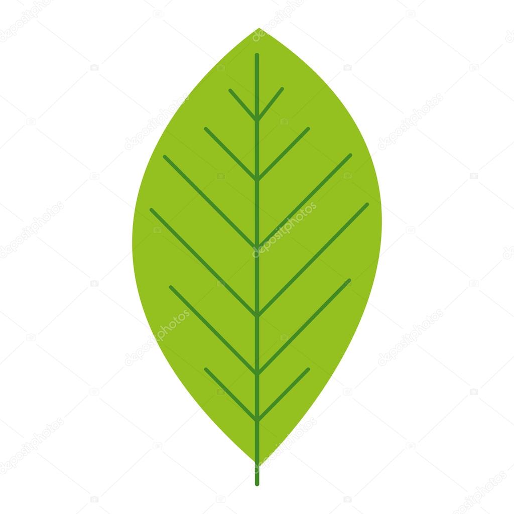 Dibujo De Hoja Simple