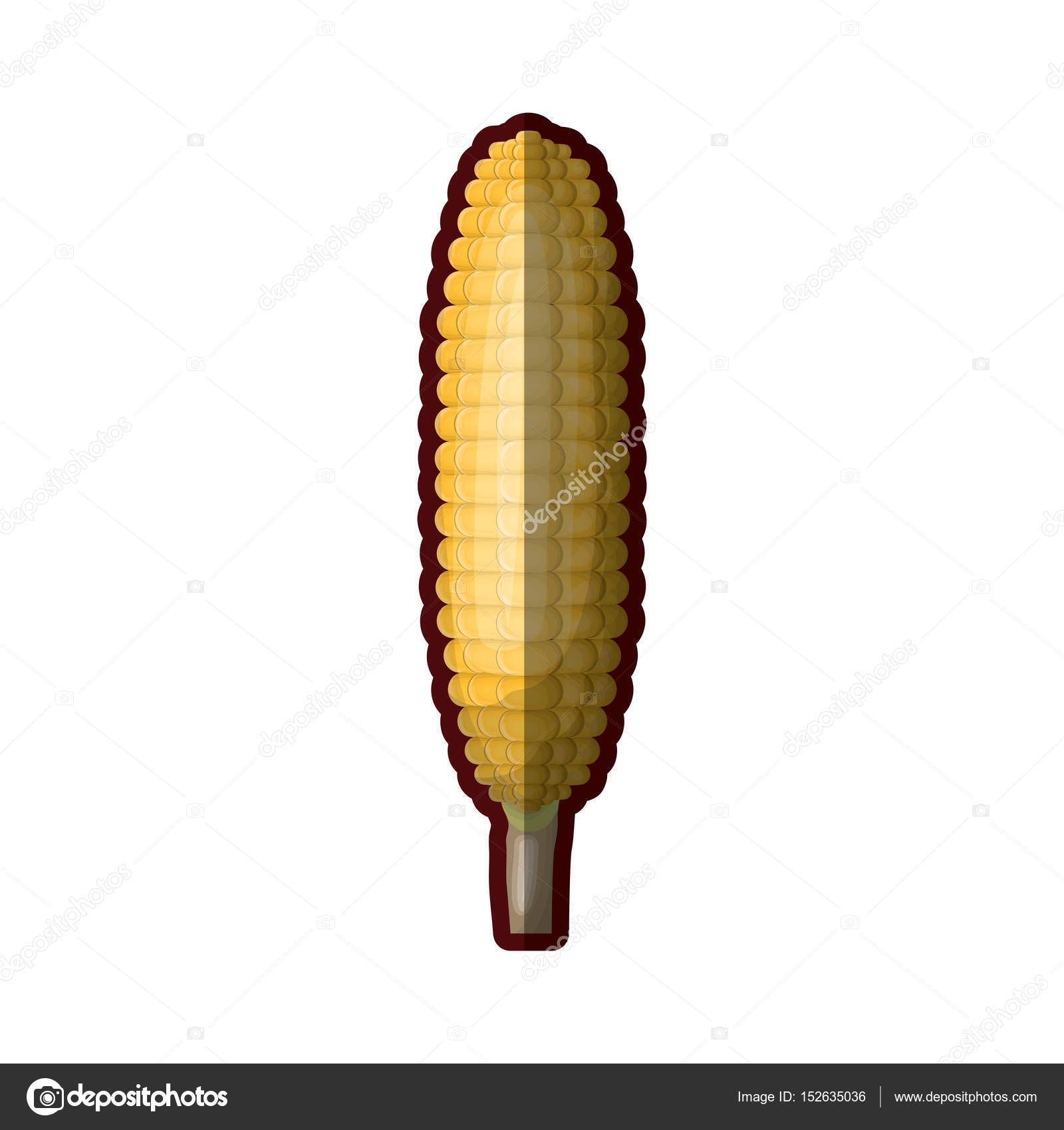 Fondo blanco con mazorca de maíz realista en primer plano con contorno ...