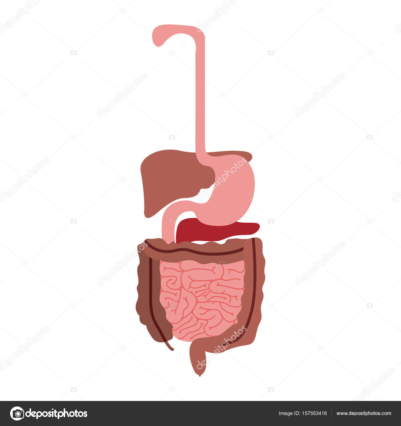Colorful silhouette human digestive system Stock Vector Image by ...