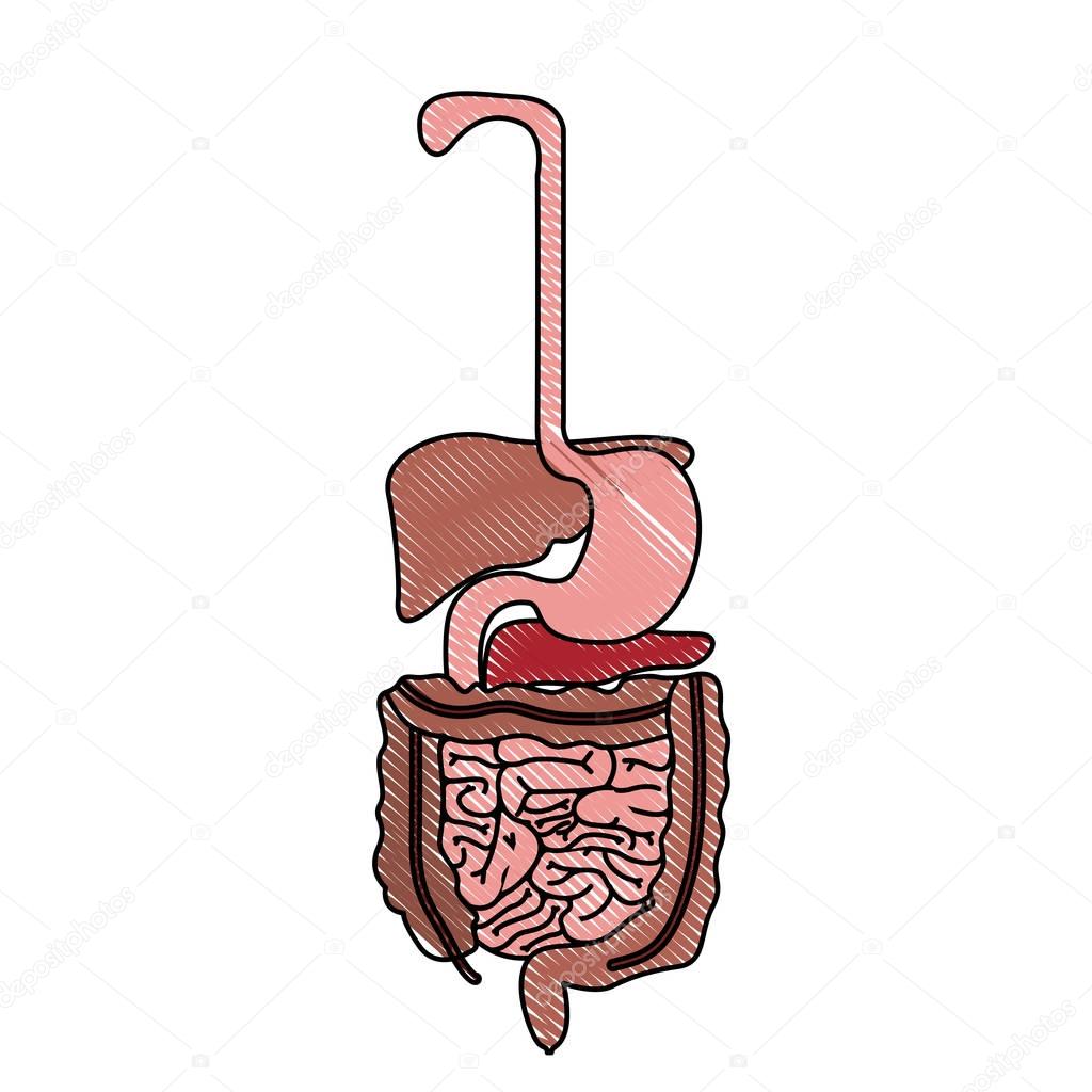 Digerir, Digestivo, Intestino, Anatomía, Gastrointestinales Imagen ...