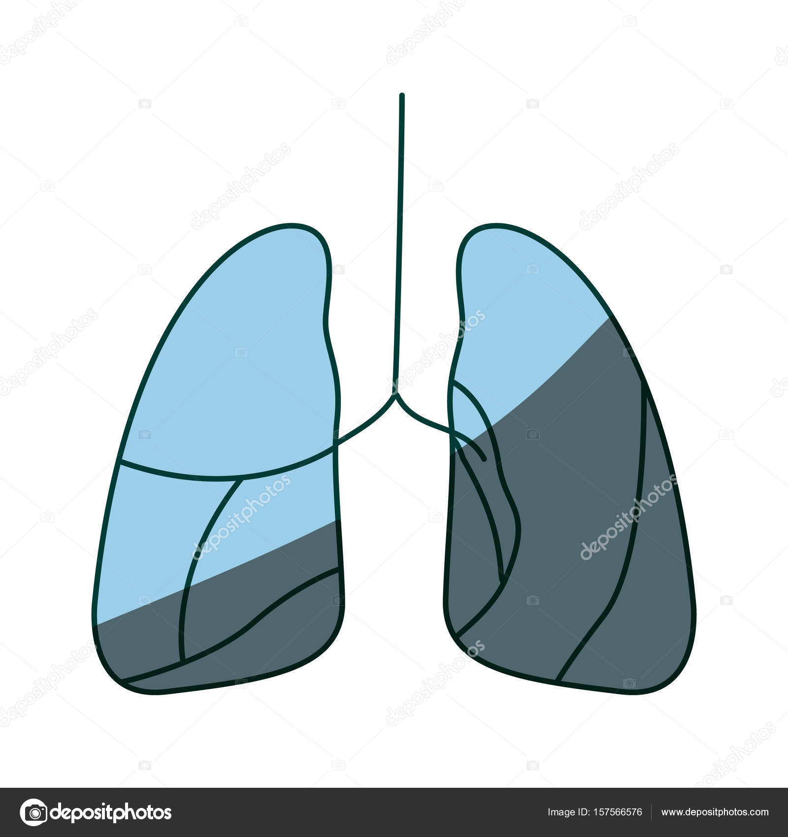 Blue color shading hand drawing contour respiratory system Stock Vector ...