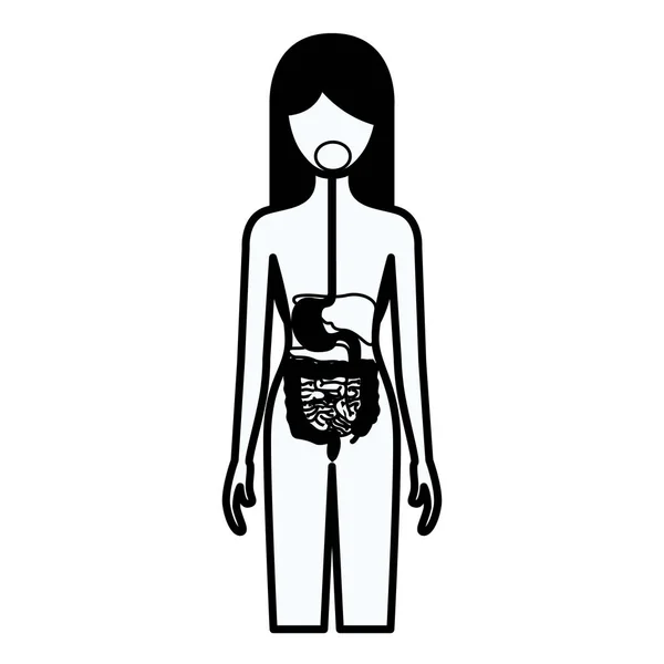Colorful silhouette female person with digestive system human body ...