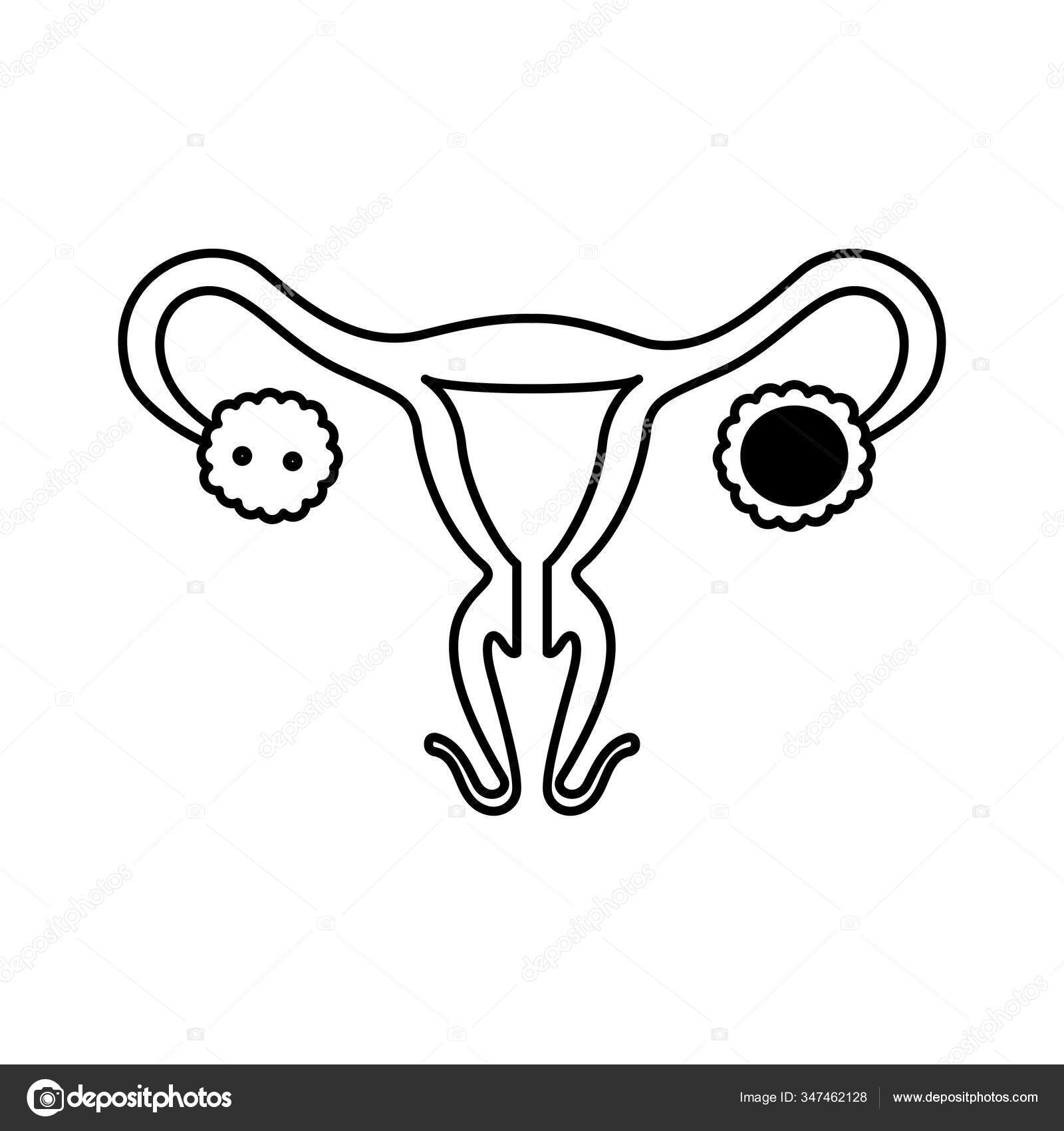 Isolated female reproductive system icon vector design Stock Vector by ...