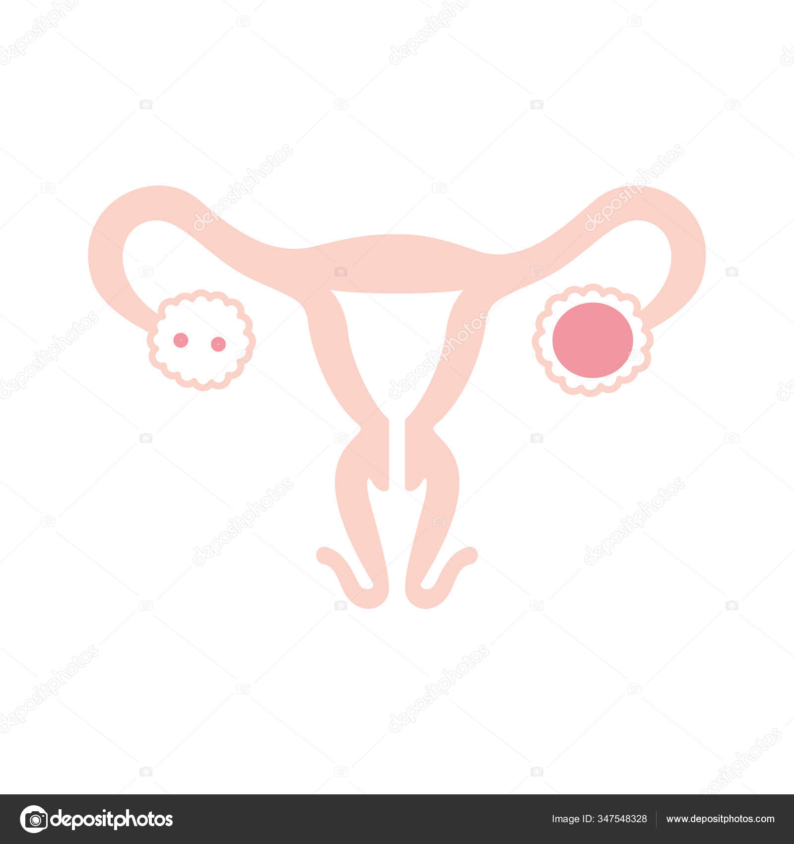 Isolated female reproductive system icon vector design Stock Vector ...