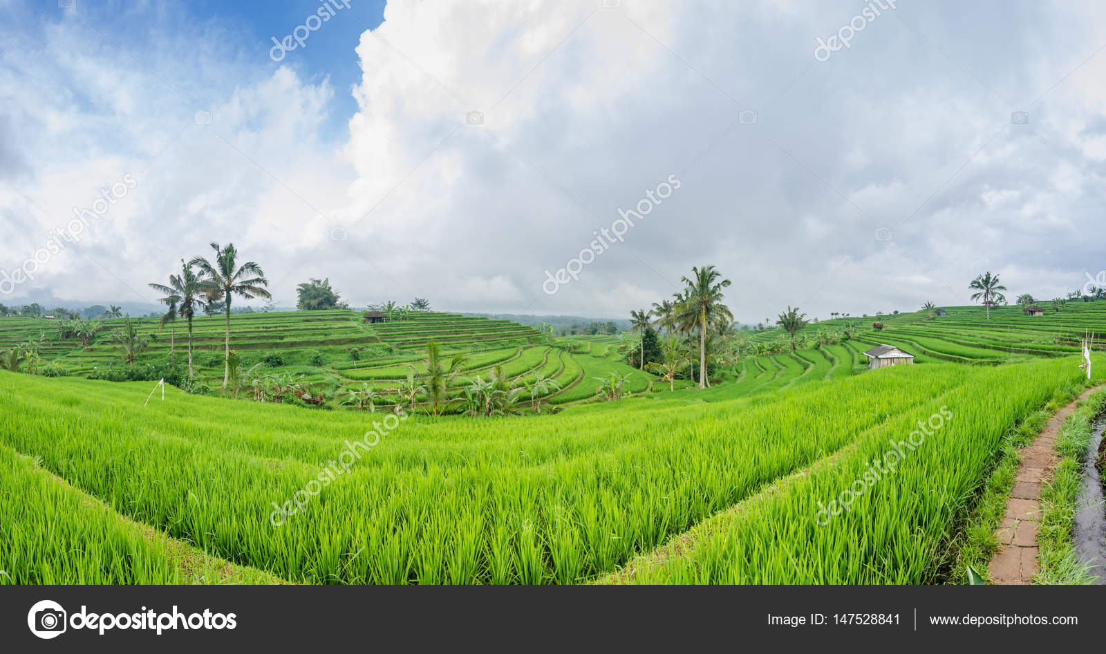 Beautiful green rice field landscape panorama Stock Photo by ...
