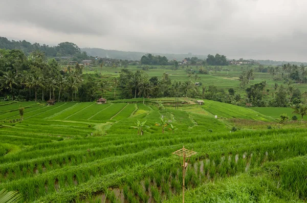 Gêneros alimentícios básicos Stock Photos, Royalty Free Gêneros ...