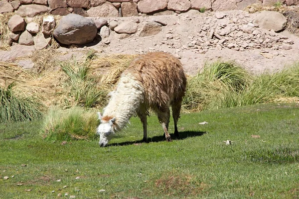 Maroc camel Stock Photos, Royalty Free Maroc camel Images | Depositphotos