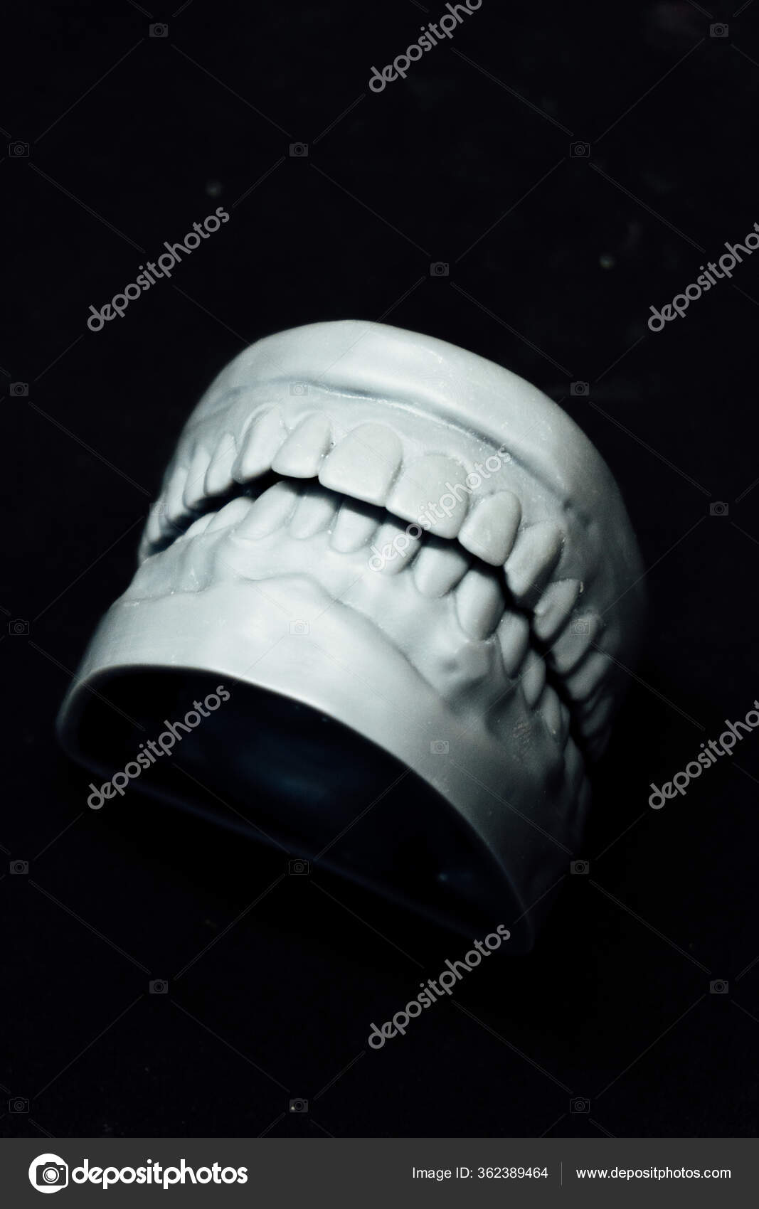 Sample Individual Plaster Jaw Close Dental Dentistry Process Details ...