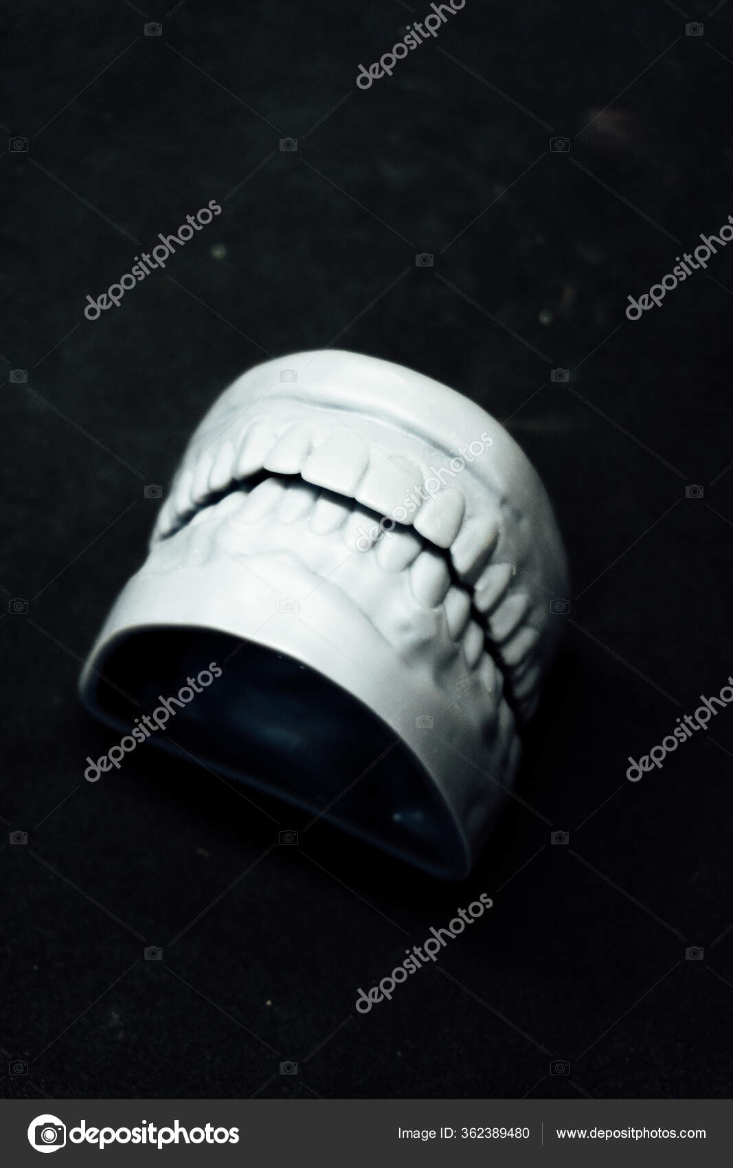 Sample Individual Plaster Jaw Close Dental Dentistry Process Details ...