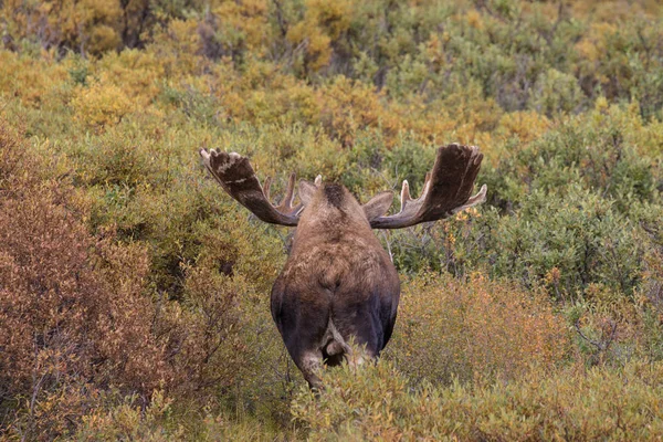 Mosca de alce fotos de stock, imágenes de Mosca de alce sin royalties ...