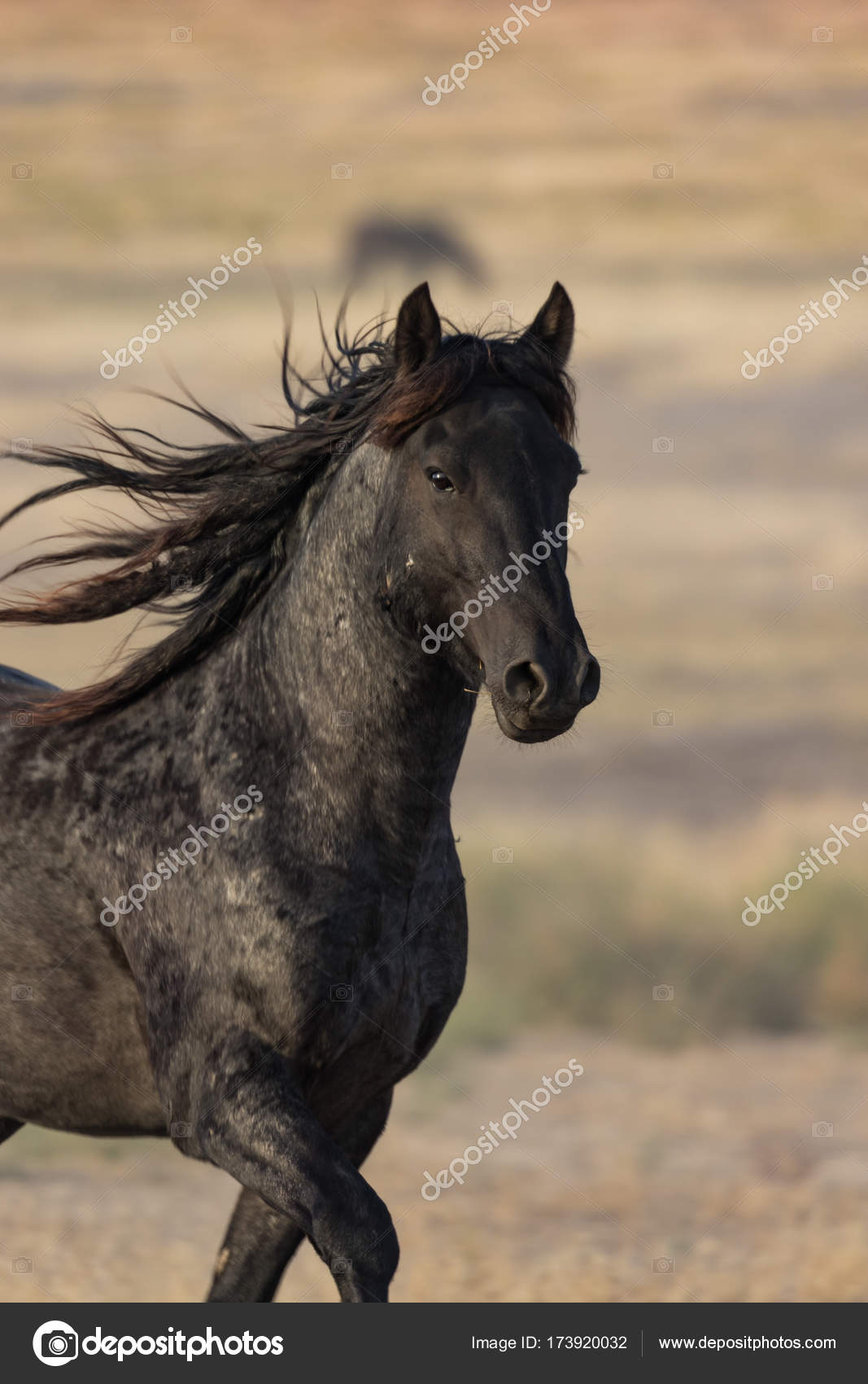 Wild Horse Stallion — Stock Photo © twildlife #173920032