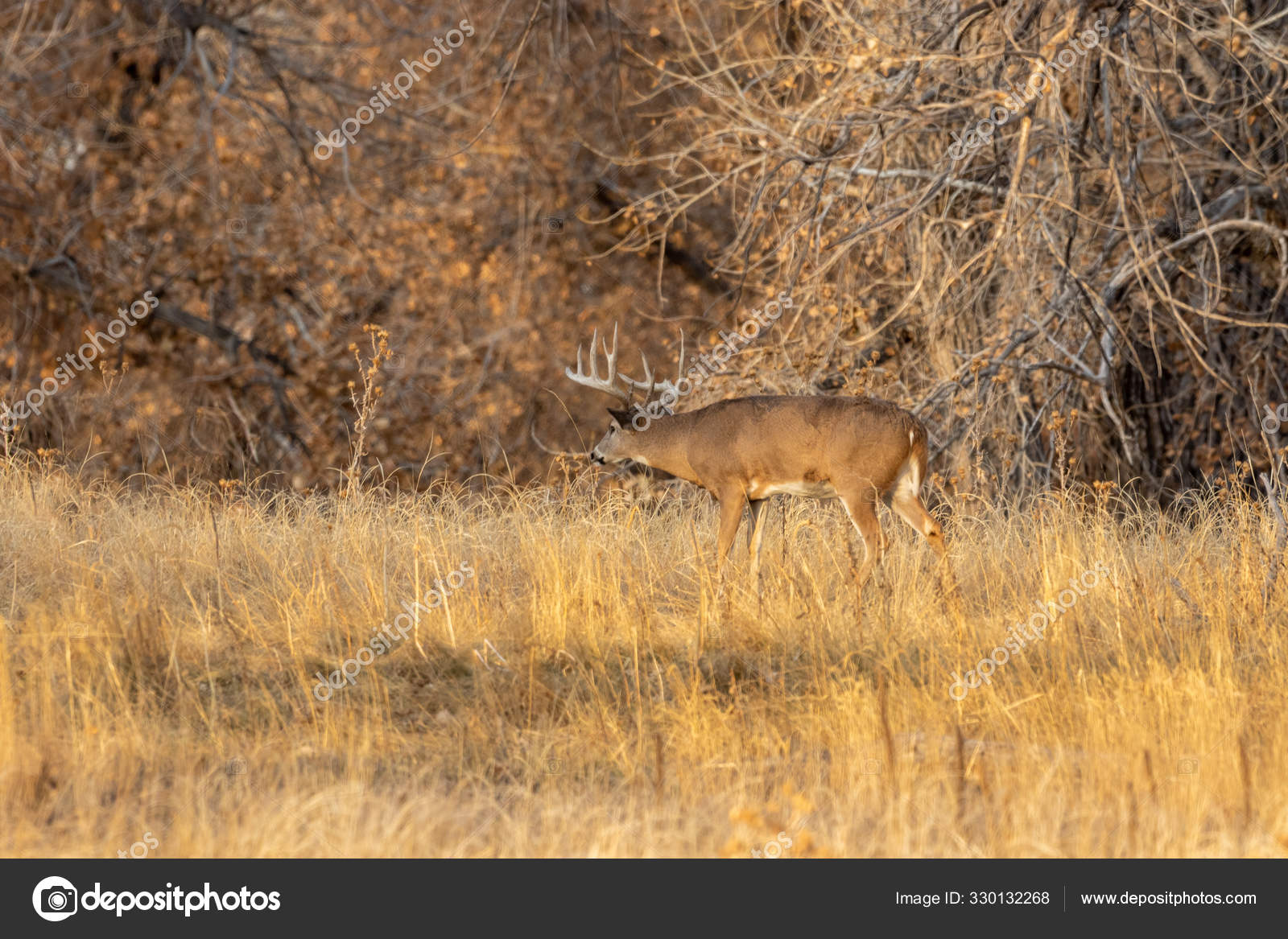 Whitetail Deer Buck Fall Rut Colorado — Stock Photo © twildlife #330132268
