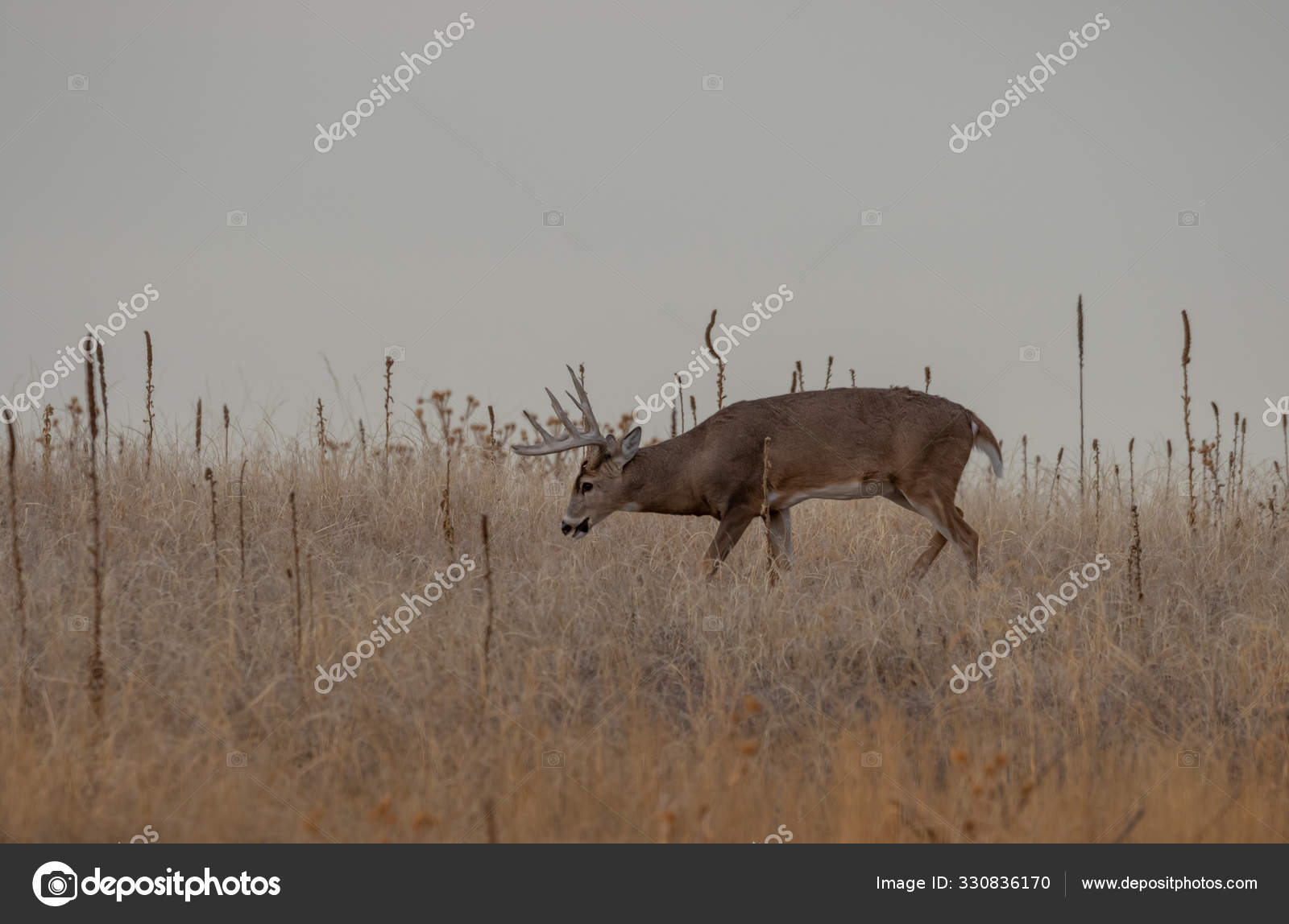 Whitetail Deer Buck Fall Rut Colorado — Stock Photo © twildlife #330836170