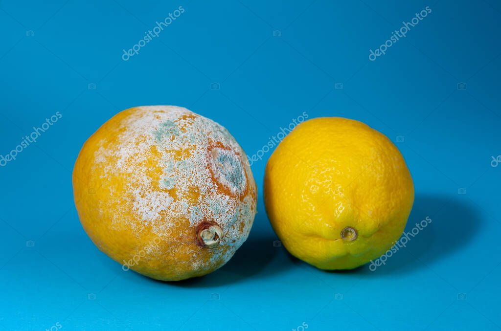 Limón mohoso sobre fondo azul. Esporas de botulismo sobre fruta ...
