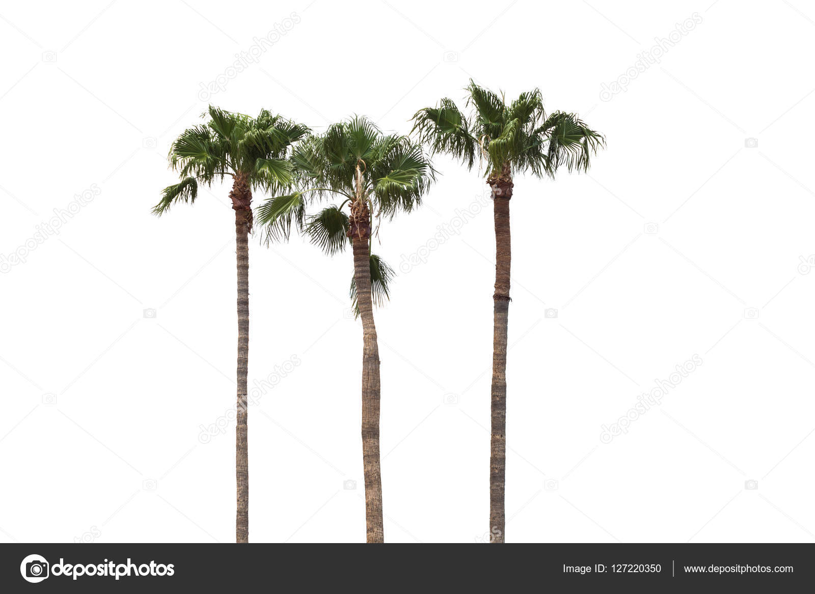 The coconut tree Stock Photo by ©Devon 127220350