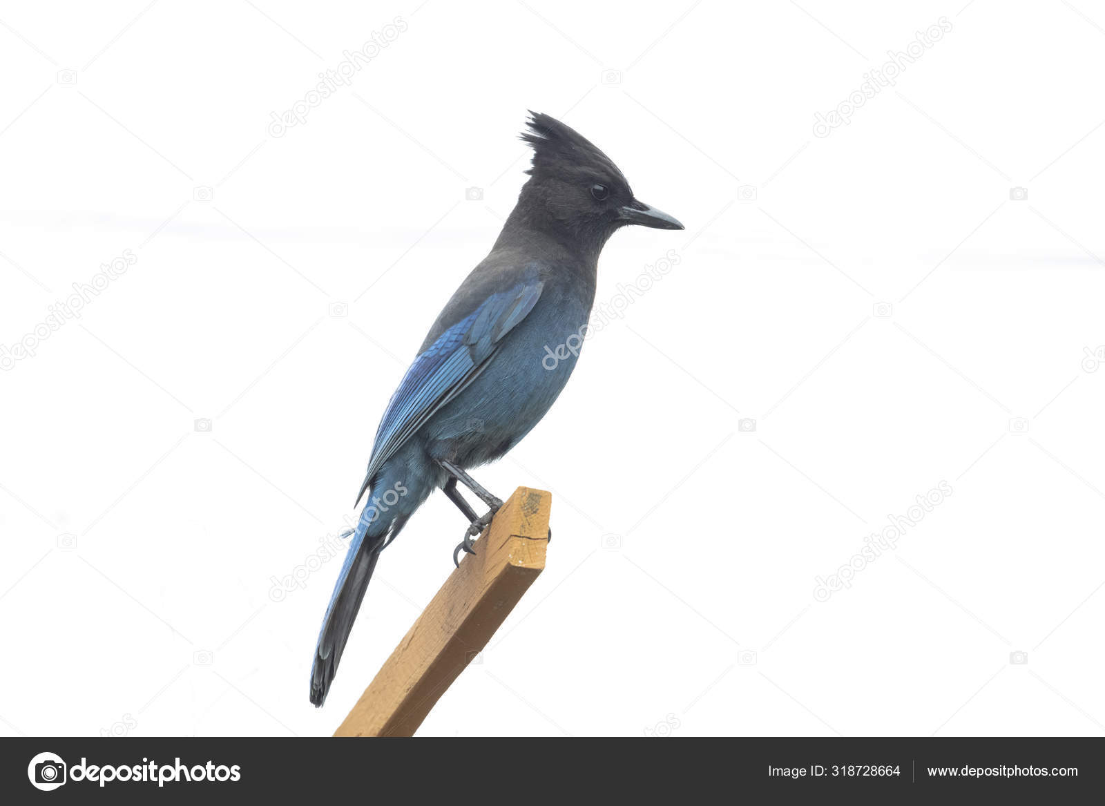Stellers Jay bird Stock Photo by ©Devon 318728664